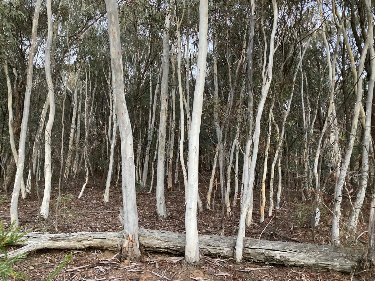 Acknowledgement of Country